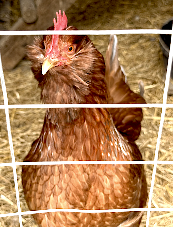 Kate-Kate Update – Farmer-ish